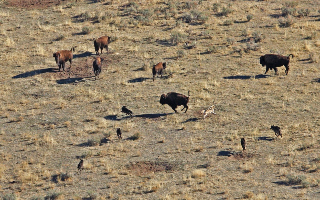 How Do Wolves Hunt? | Outdoor Life