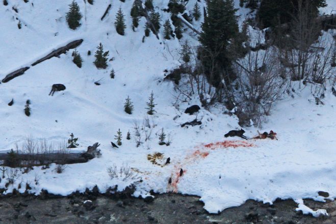 How Do Wolves Hunt? | Outdoor Life