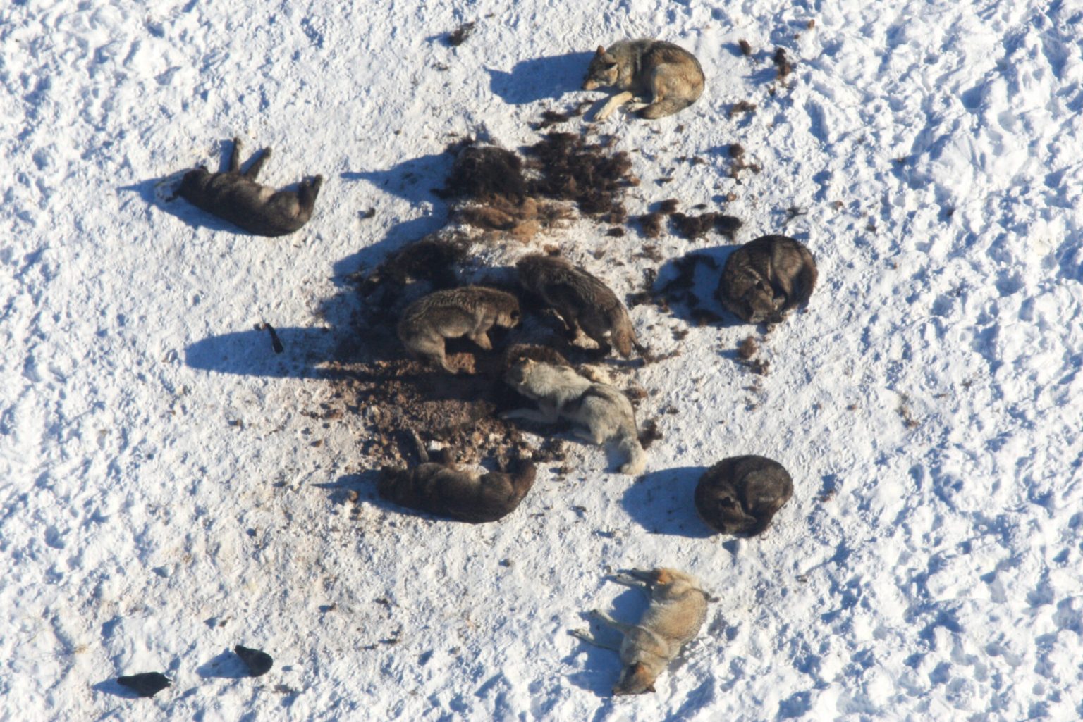 How Do Wolves Hunt? | Outdoor Life