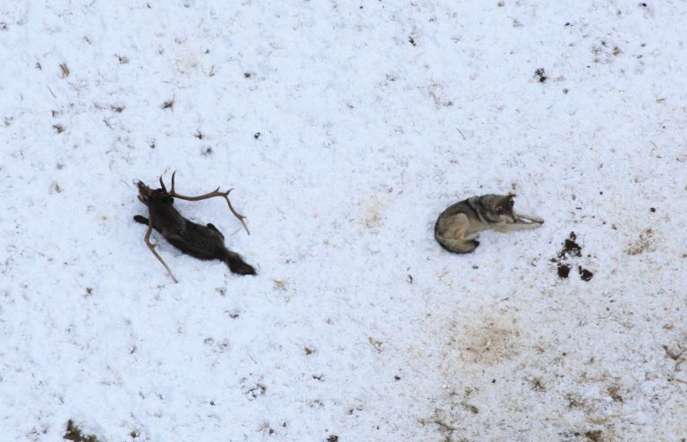 How Do Wolves Hunt? | Outdoor Life