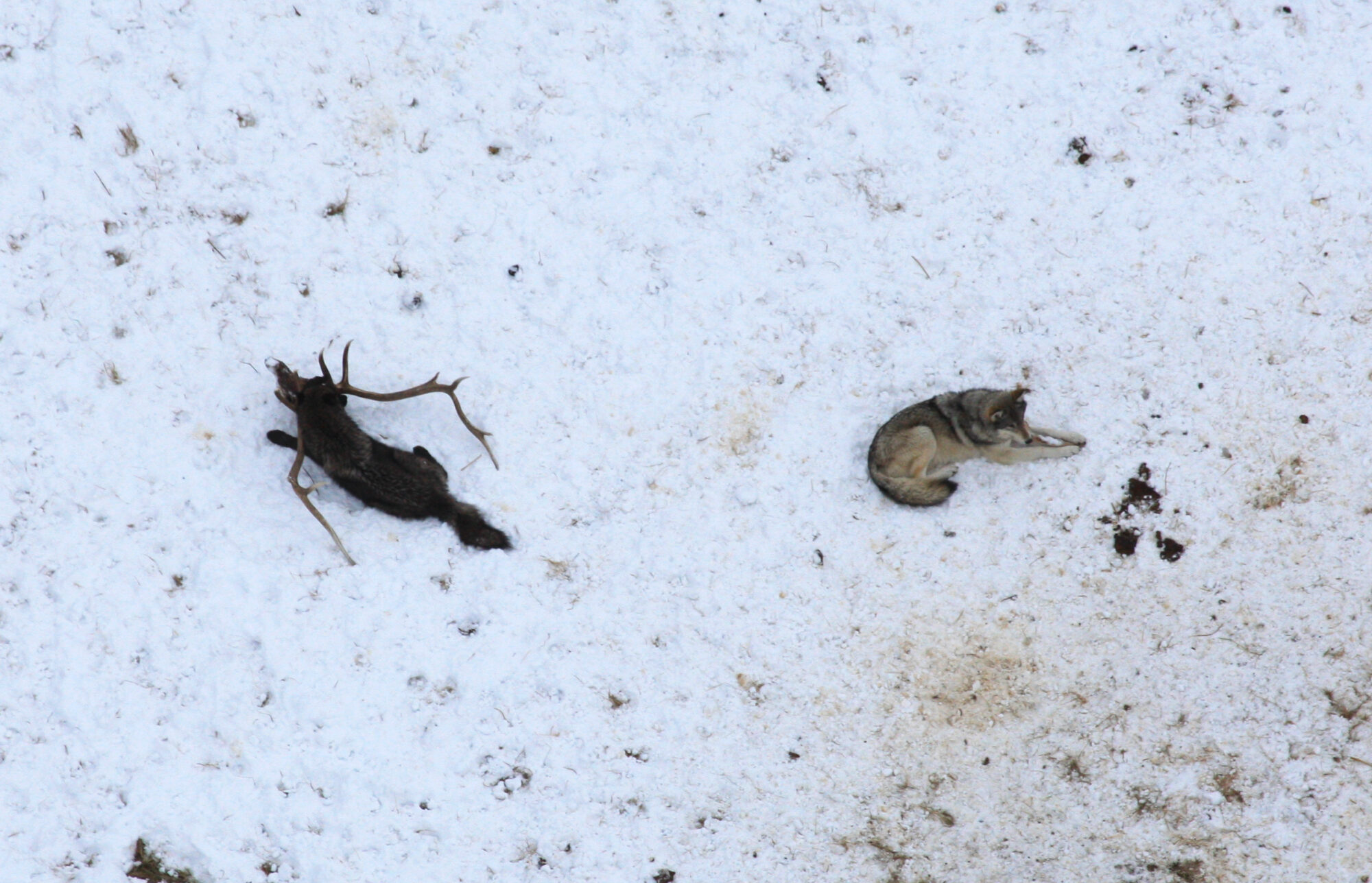 How Do Wolves Hunt? | Outdoor Life