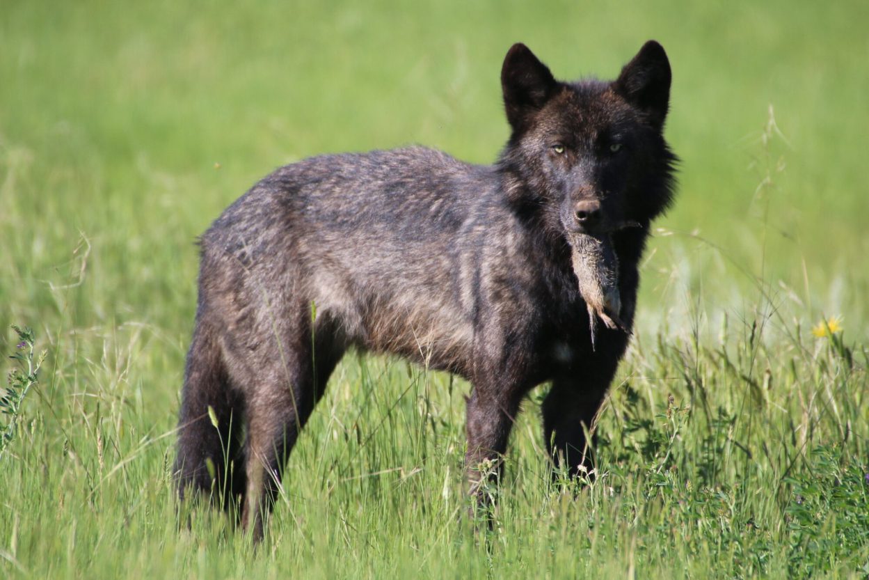 Do Wolves Attack Humans? | Outdoor Life