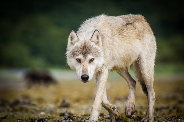 Wolves in New York? | Outdoor Life