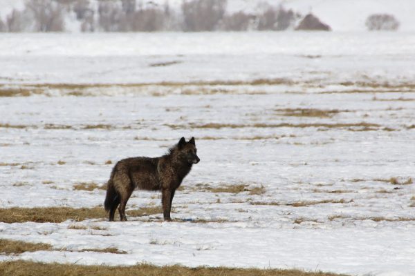 Do Wolves Attack Humans? | Outdoor Life