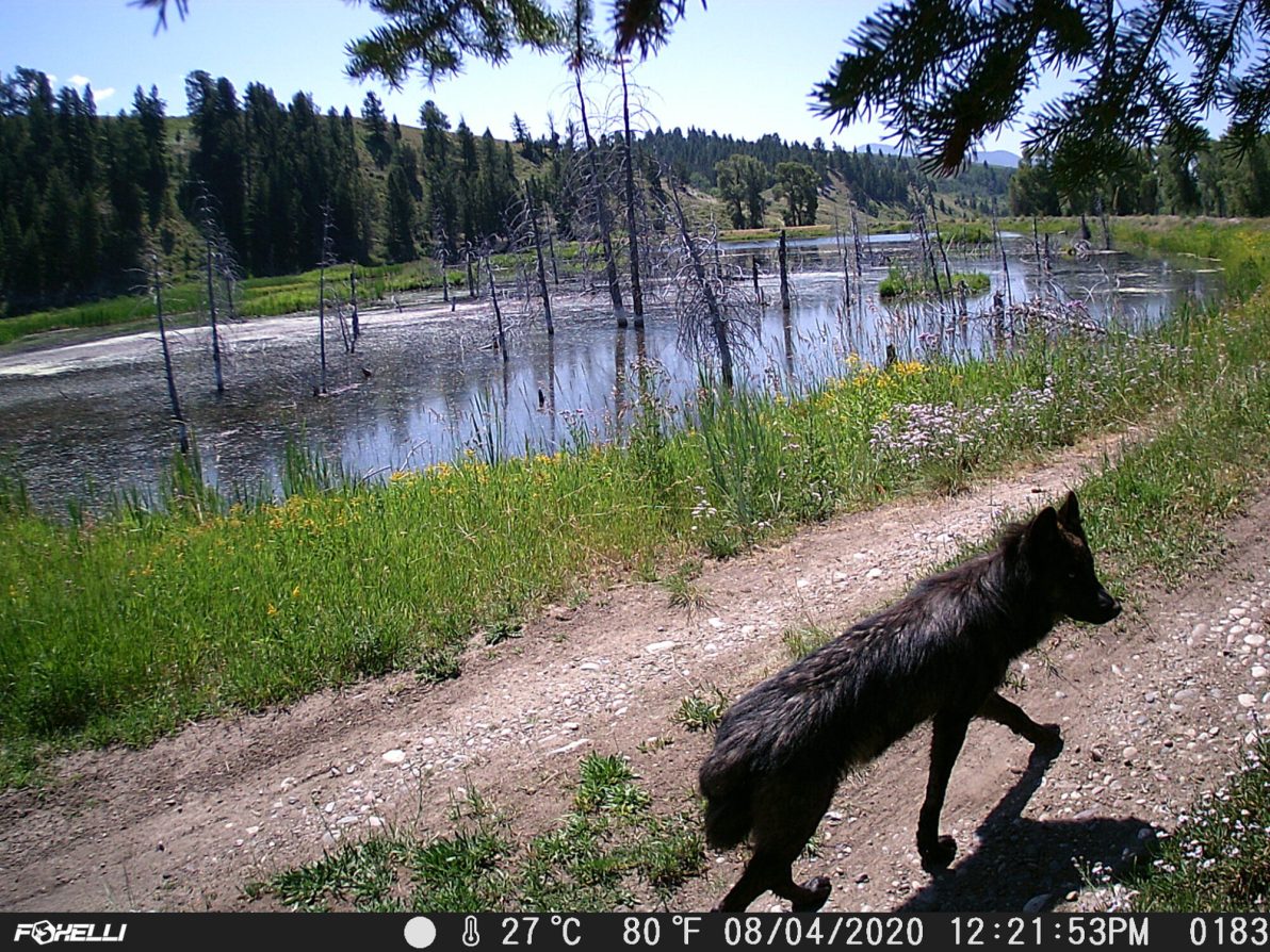 Do Wolves Attack Humans? | Outdoor Life