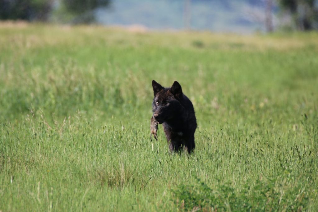 How Do Wolves Hunt? | Outdoor Life