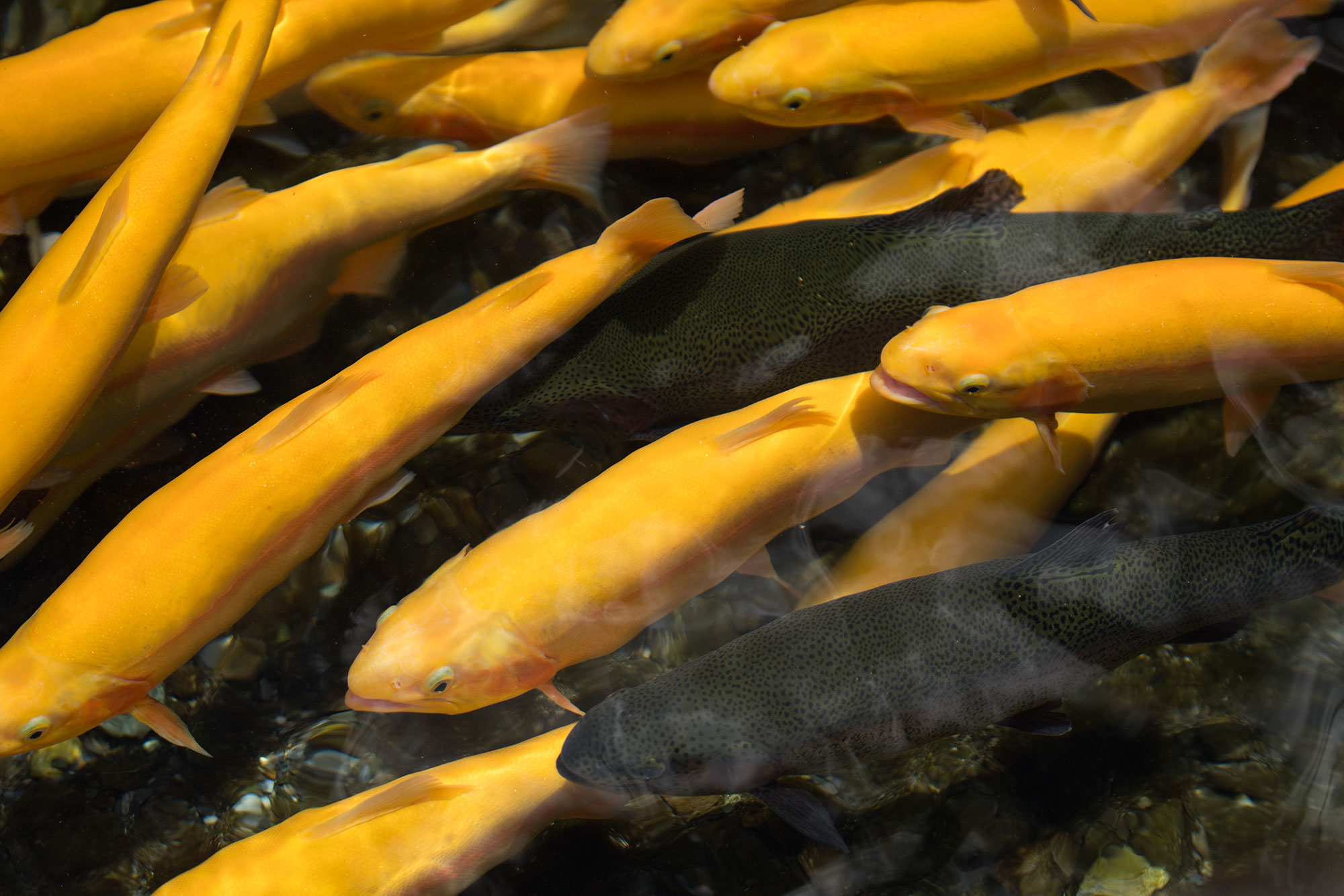 Palomino Trout: Where (and How) to Catch Them | Outdoor Life