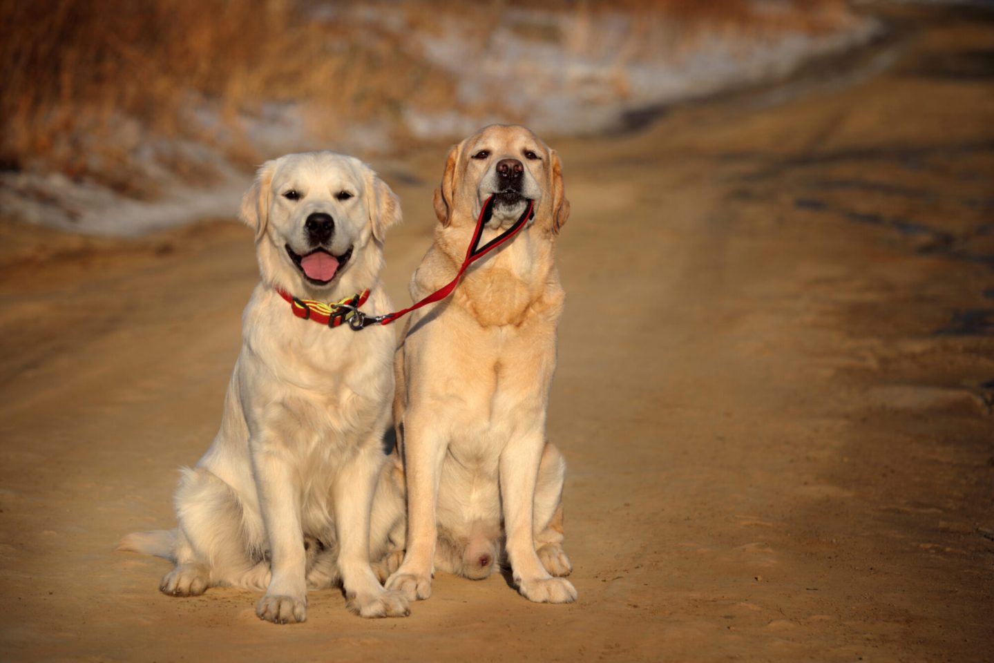 Golden Retriever vs Labrador Retriever: Who Wins? | Outdoor Life