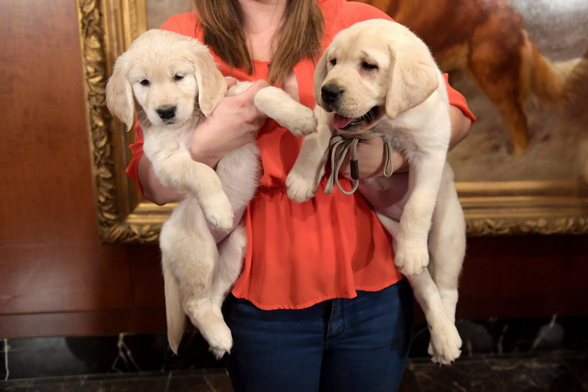 Golden Retriever vs Labrador Retriever: Who Wins? | Outdoor Life