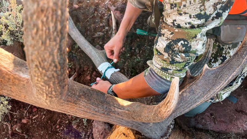 Colorado Eliminates Over-the-Counter Archery Elk Tags for Nonresidents ...