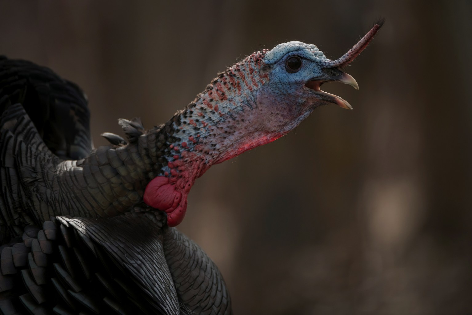 Roosting a Turkey, Tips and Tactics | Outdoor Life
