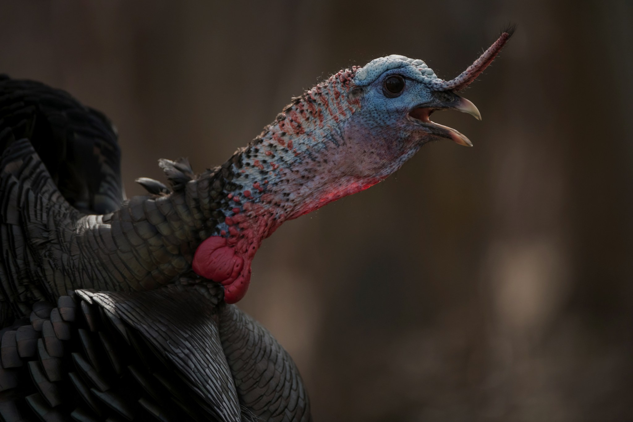 Roosting a Turkey, Tips and Tactics | Outdoor Life