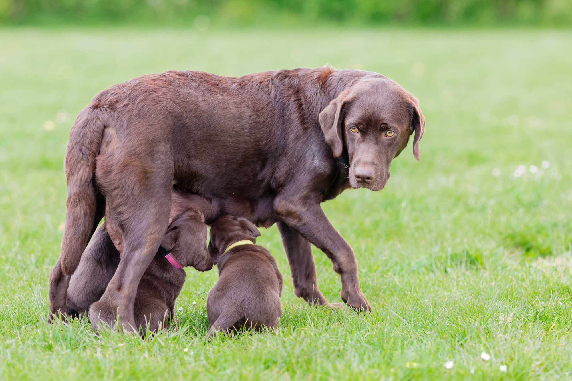Everything You Ever Wanted to Know About Labrador Retriever Colors ...