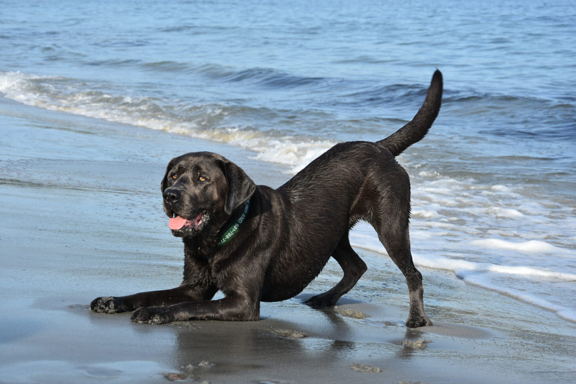 Everything You Ever Wanted to Know About Labrador Retriever Colors ...