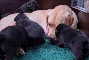 Everything You Ever Wanted to Know About Labrador Retriever Colors ...