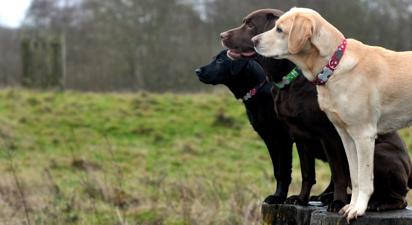 Everything You Ever Wanted to Know About Labrador Retriever Colors ...