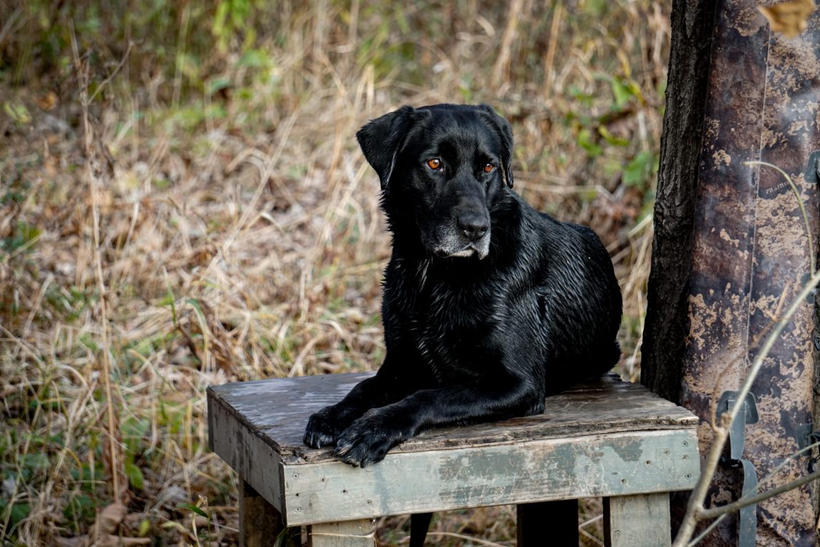 Everything You Ever Wanted to Know About Labrador Retriever Colors ...