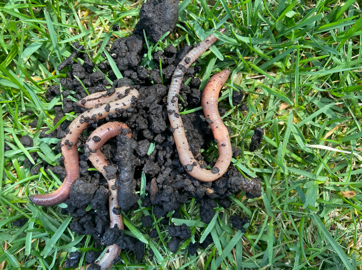 How to Catch Nightcrawlers for Bait | Outdoor Life