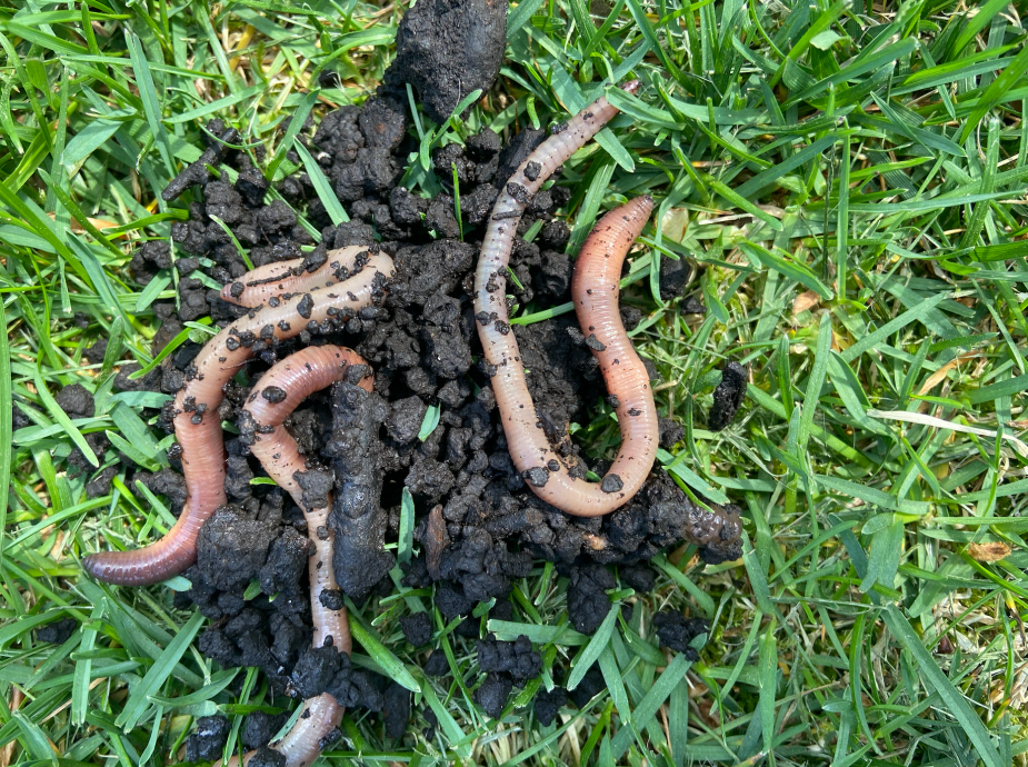 How to Catch Nightcrawlers for Bait | Outdoor Life