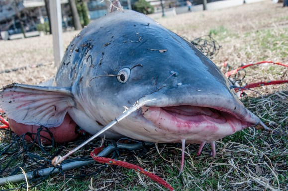 Fishing for Giant Blue Catfish in the Shadow of Capitol Hill | Outdoor Life