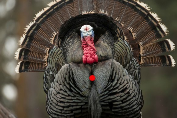 Where to Shoot a Turkey | Outdoor Life