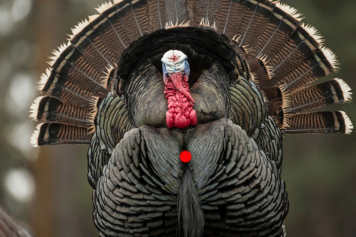 Where to Shoot a Turkey | Outdoor Life