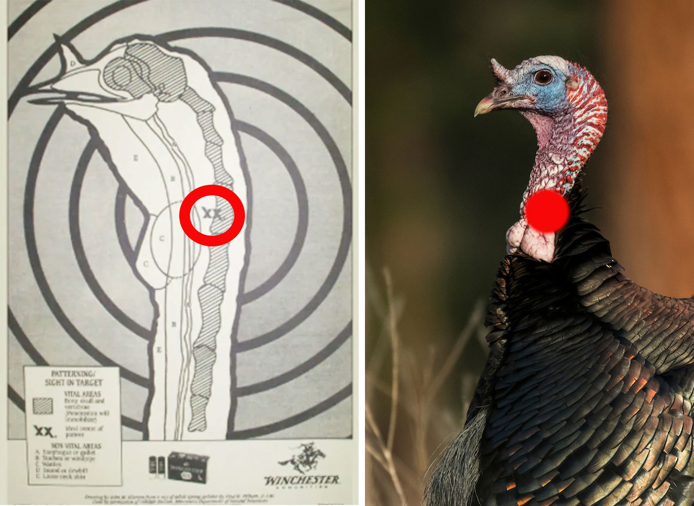 Where to Shoot a Turkey | Outdoor Life