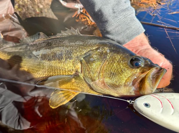 How to Fish Glide Baits: The Trendiest Way to Catch a Giant Largemouth ...