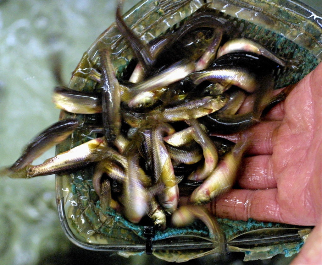 Minnesota Bait Shops Are Facing a Huge Minnow Shortage | Outdoor Life