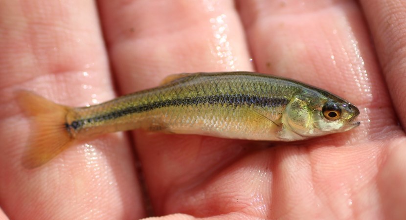 Minnesota Bait Shops Are Facing a Huge Minnow Shortage | Outdoor Life