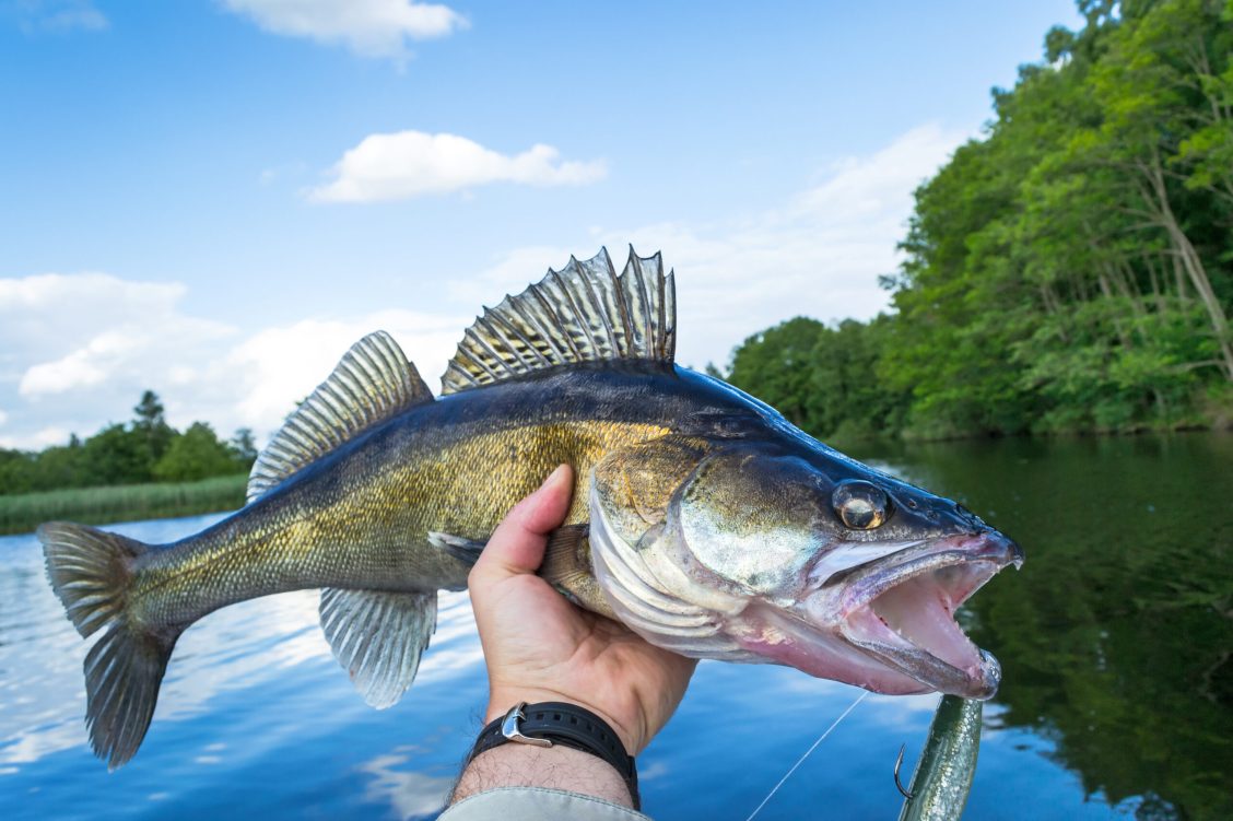 Walleye Fishing Tips and Tactics | Outdoor Life