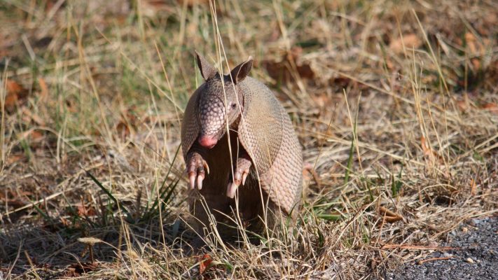 Are Armadillos in Missouri Causing Turkey Declines? | Outdoor Life