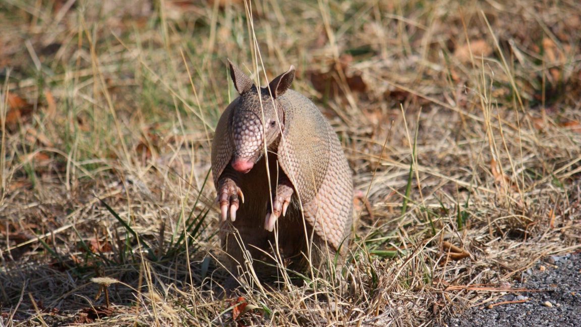 Are Armadillos in Missouri Causing Turkey Declines? | Outdoor Life