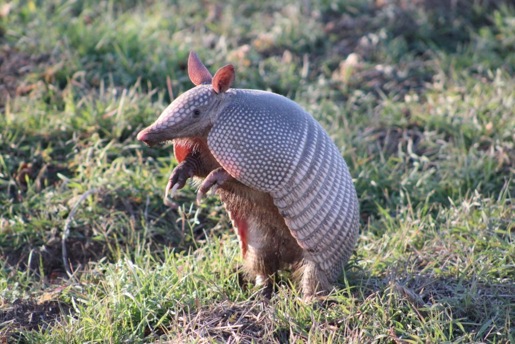 Are Armadillos in Missouri Causing Turkey Declines? | Outdoor Life