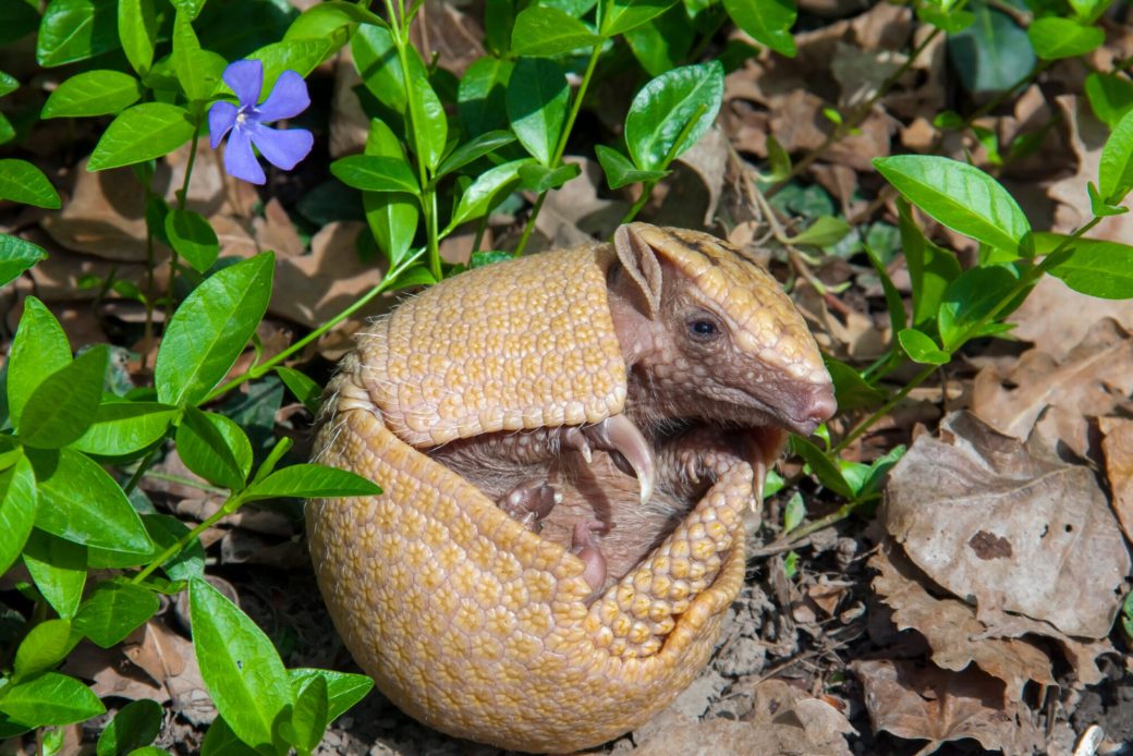 Are Armadillos in Missouri Causing Turkey Declines? | Outdoor Life