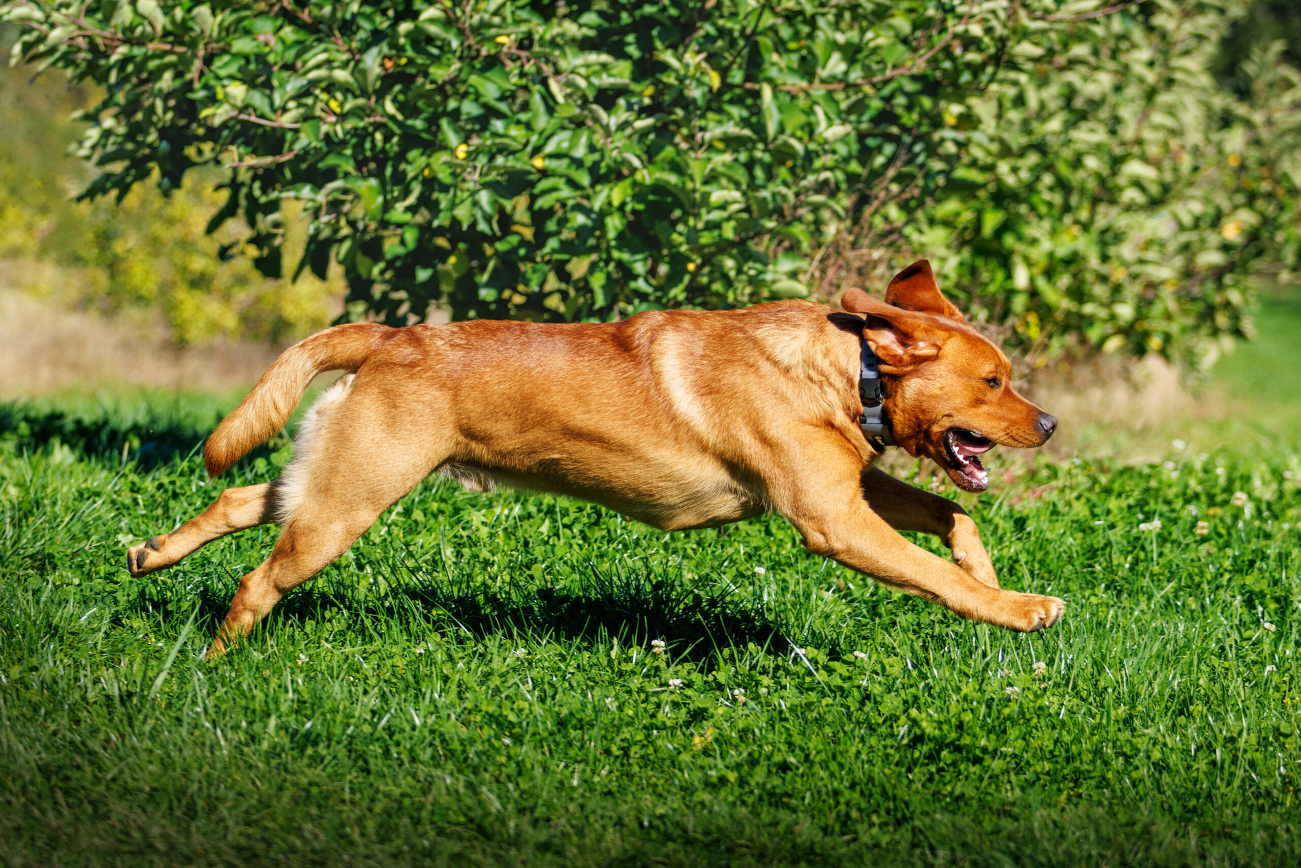 Seen my dog? | Outdoor Life