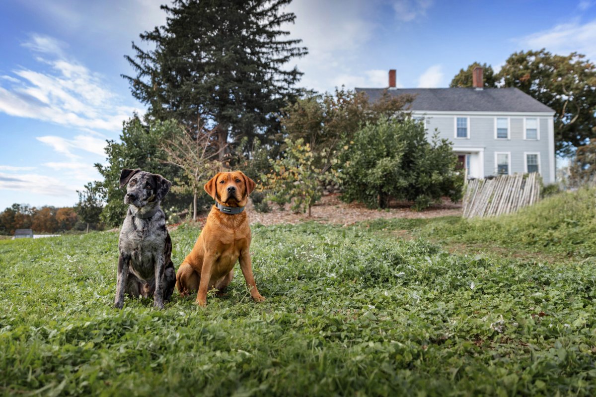 Seen my dog? | Outdoor Life