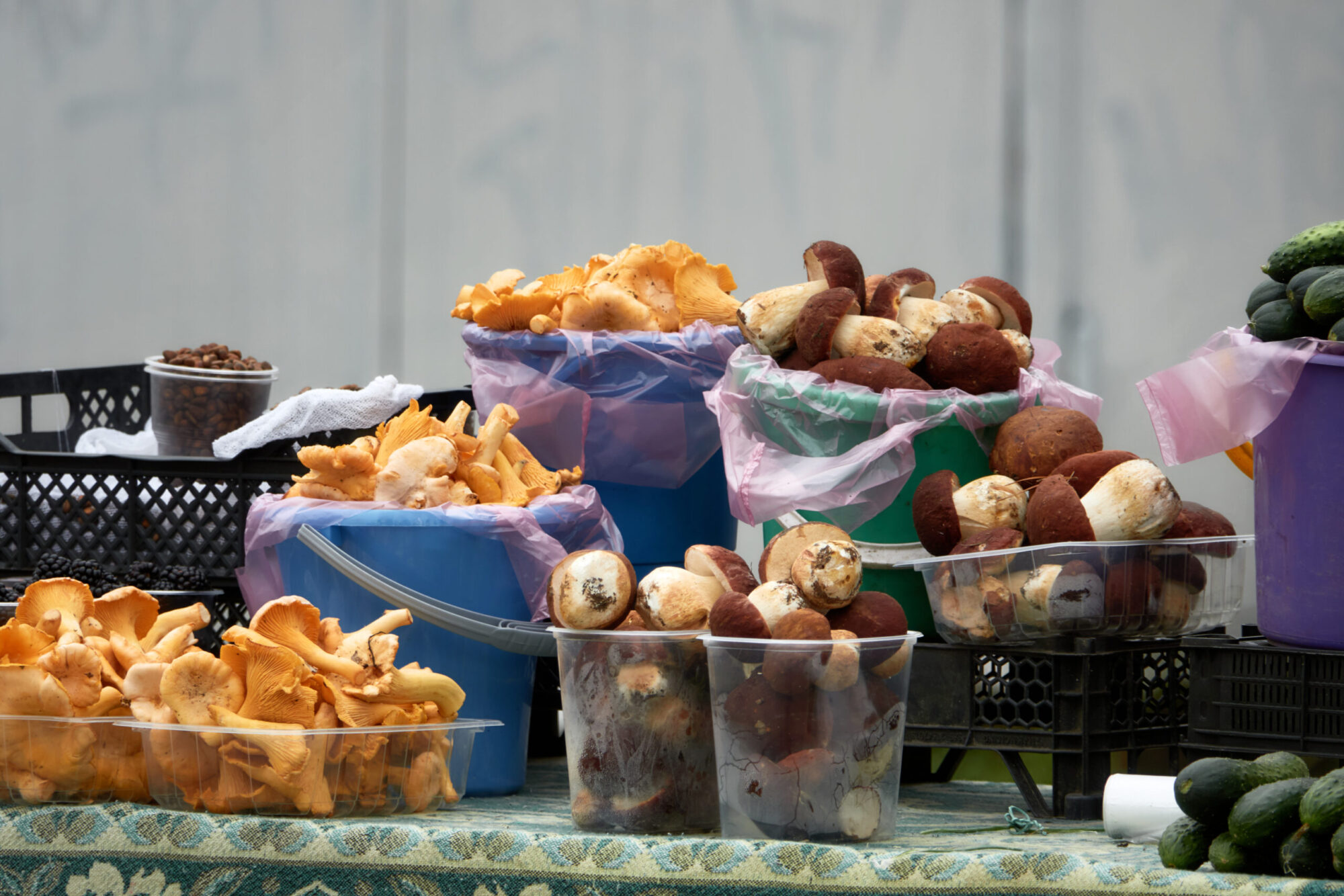 6 Types of Edible Mushrooms | Outdoor Life