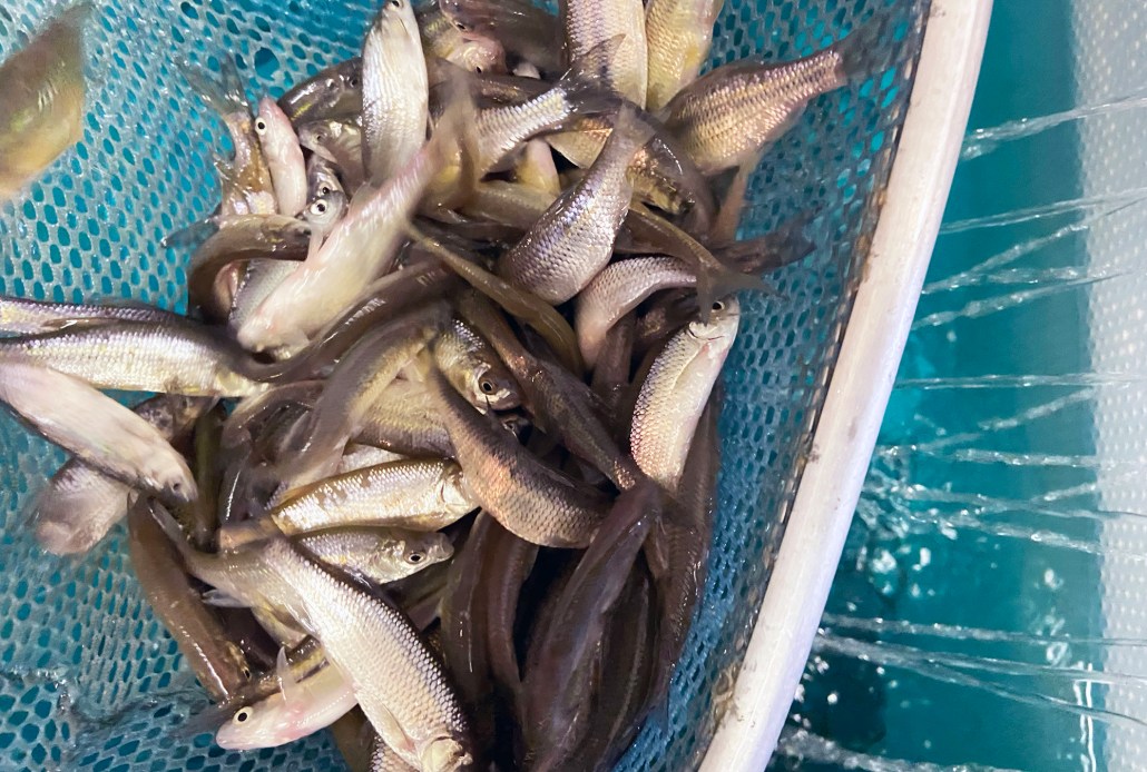 How to Hook a Shiner | Outdoor Life