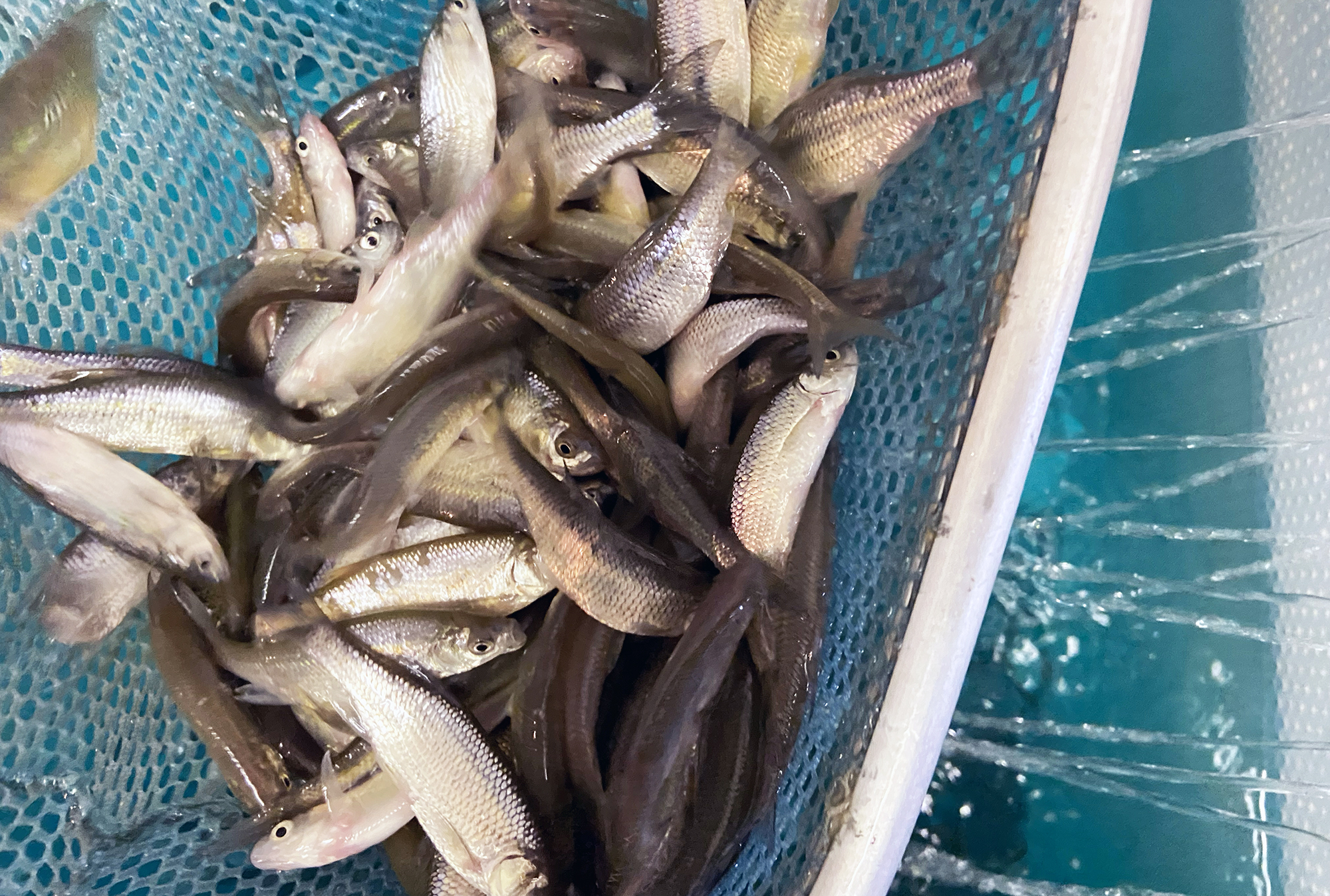 How to Hook a Shiner | Outdoor Life