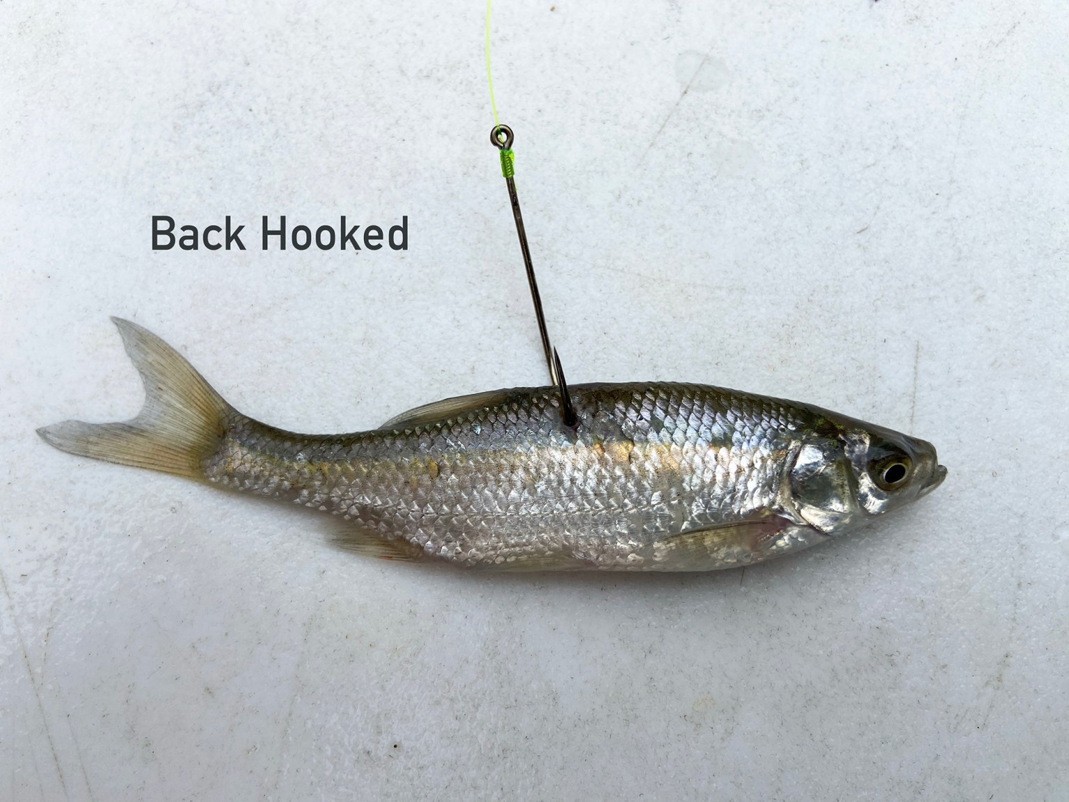 How to Hook a Shiner | Outdoor Life