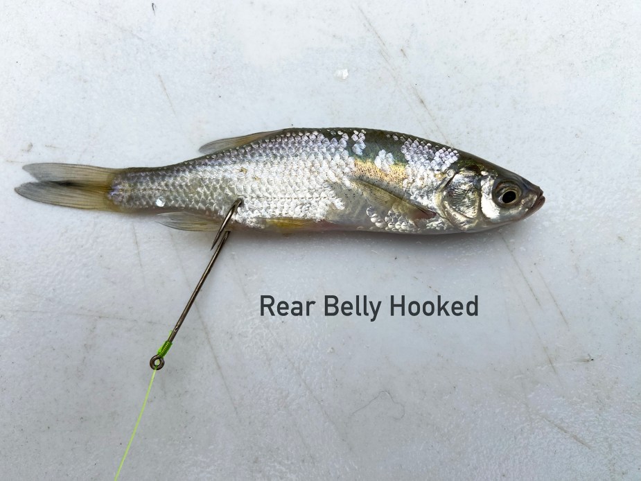 How to Hook a Shiner | Outdoor Life