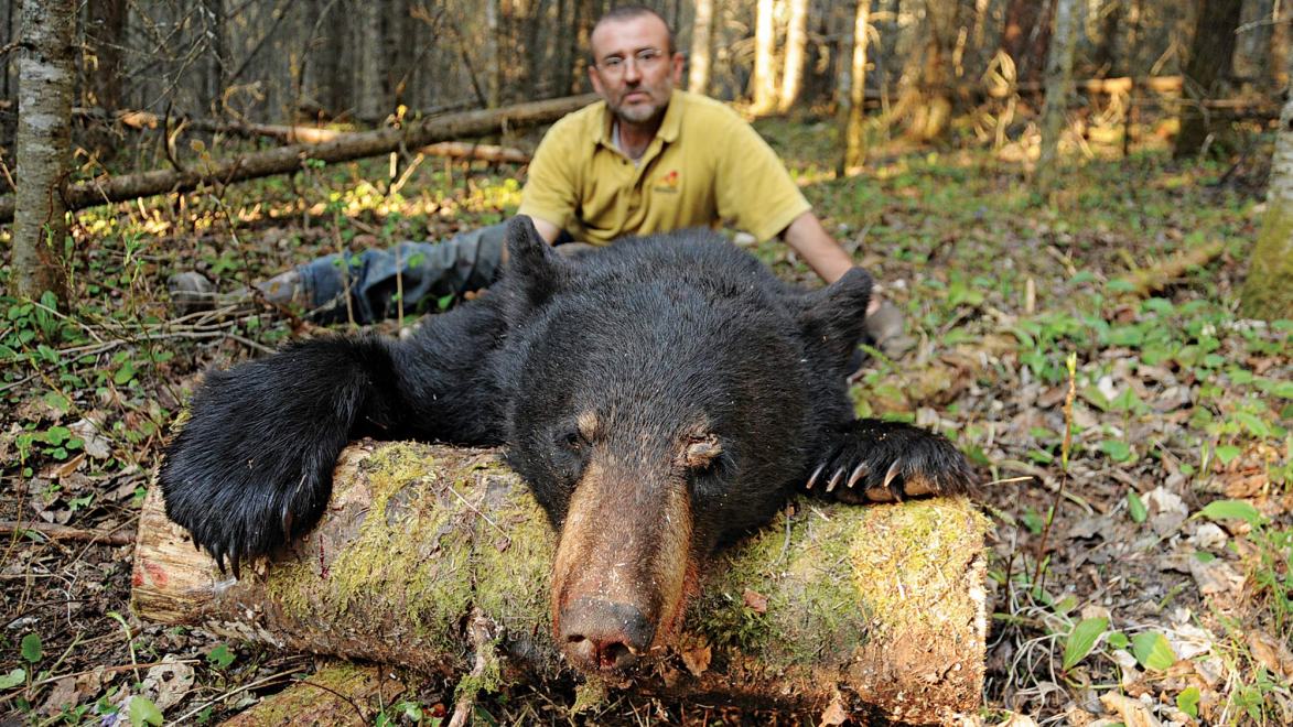 This Could Be the Heaviest Black Bear Ever Recorded in North Carolina
