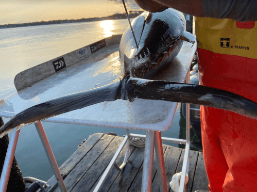 How to Bleed a Fish | Outdoor Life