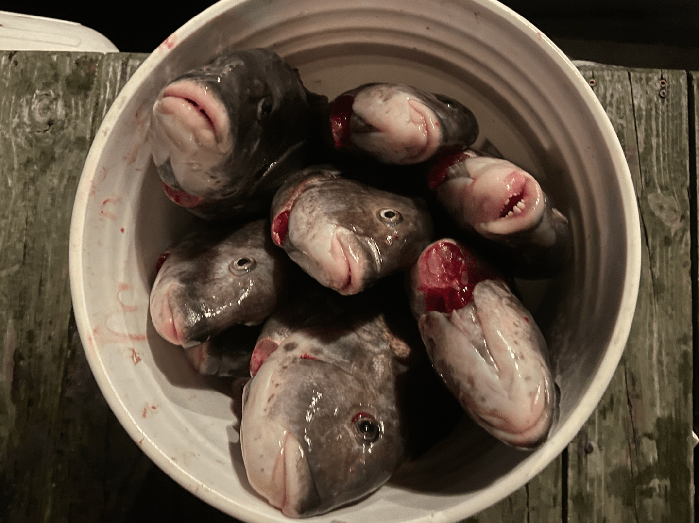 How to Bleed a Fish | Outdoor Life