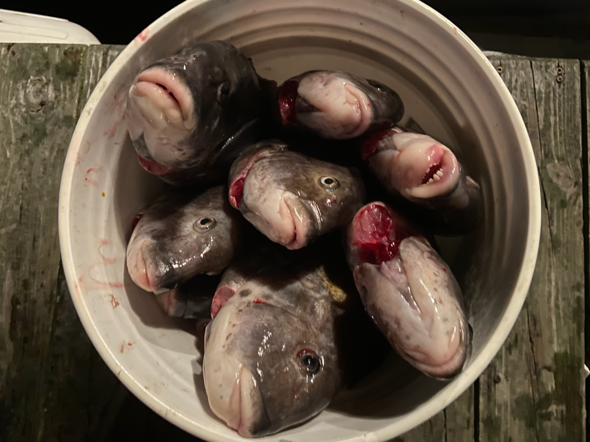 How to Bleed a Fish | Outdoor Life