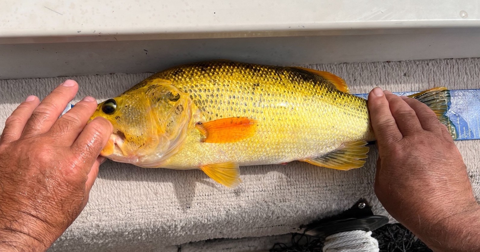 Angler Catches Golden Bass from Michigan Lake | Outdoor Life