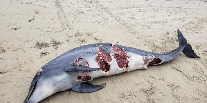 Video: Great White Sharks Eat a Dolphin in the Surf | Outdoor Life
