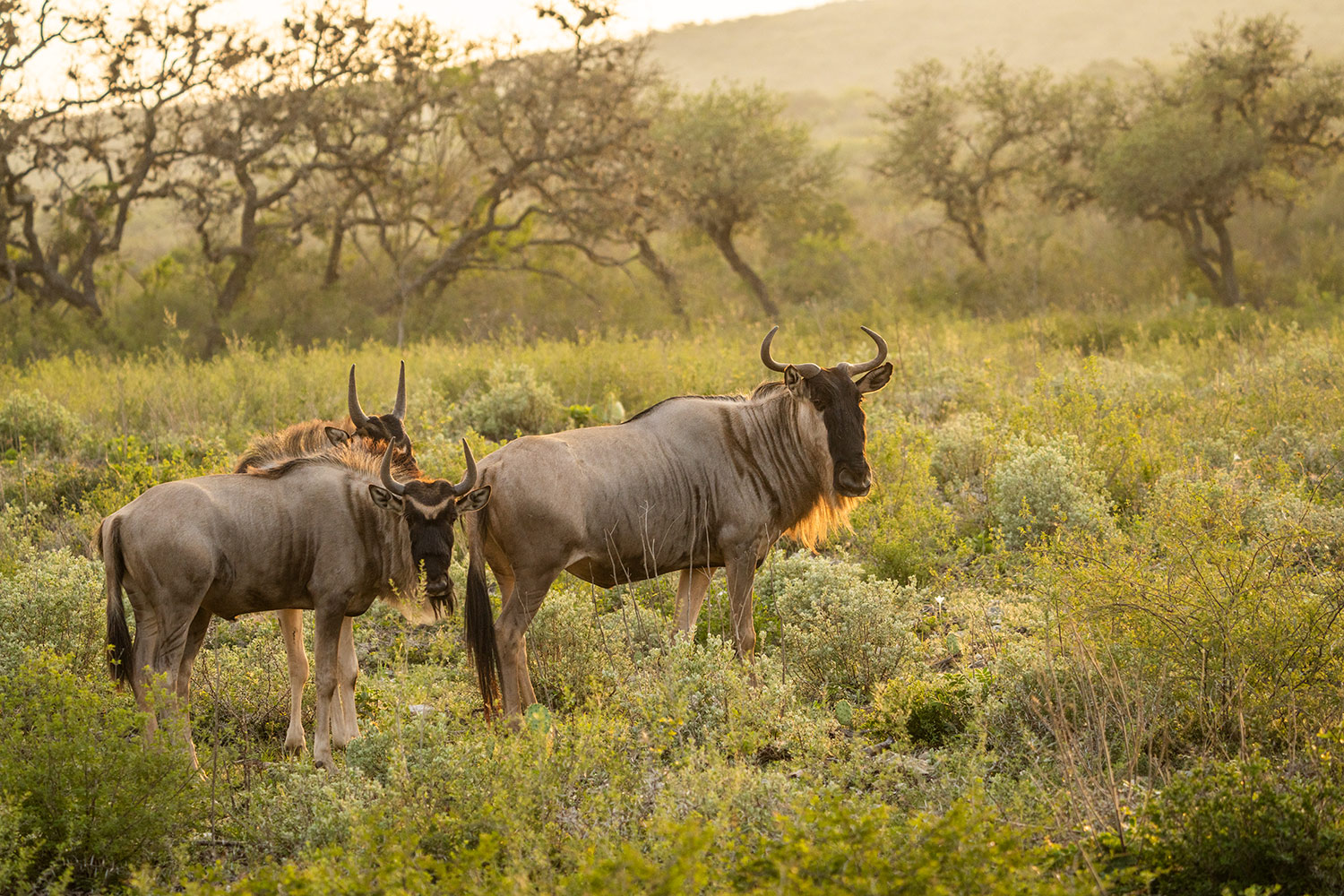 Texas Is the Jurassic Park of Exotic Wildlife | Outdoor Life