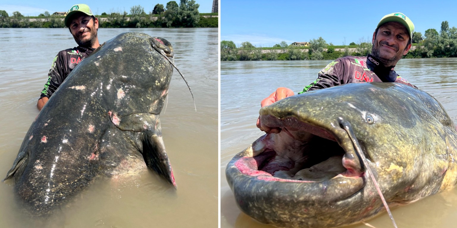 Angler Catches Pending World-Record Wels Catfish | Outdoor Life
